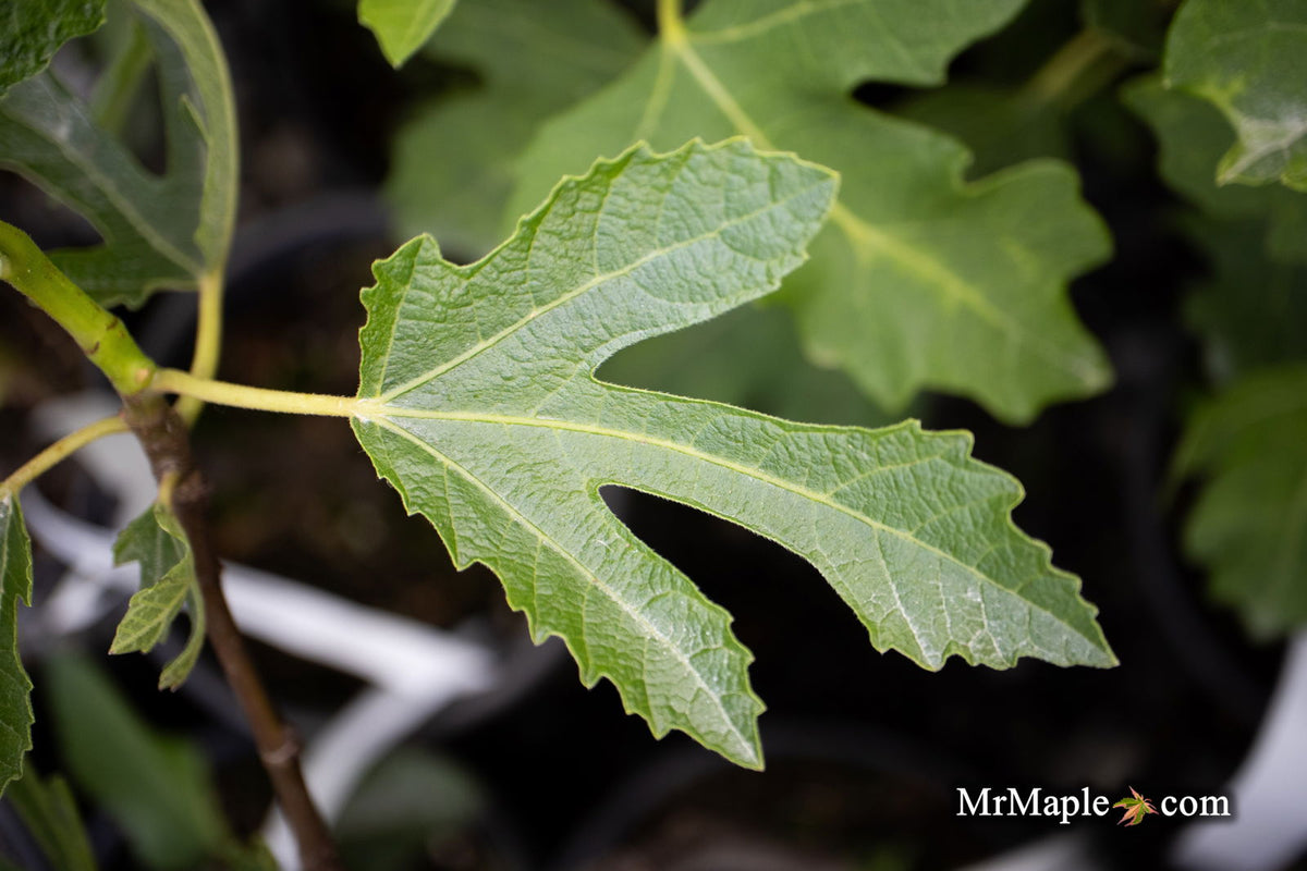 Buy Ficus carica 'Violette de Bordeaux' Mediterranean Fig Tree — Mr ...