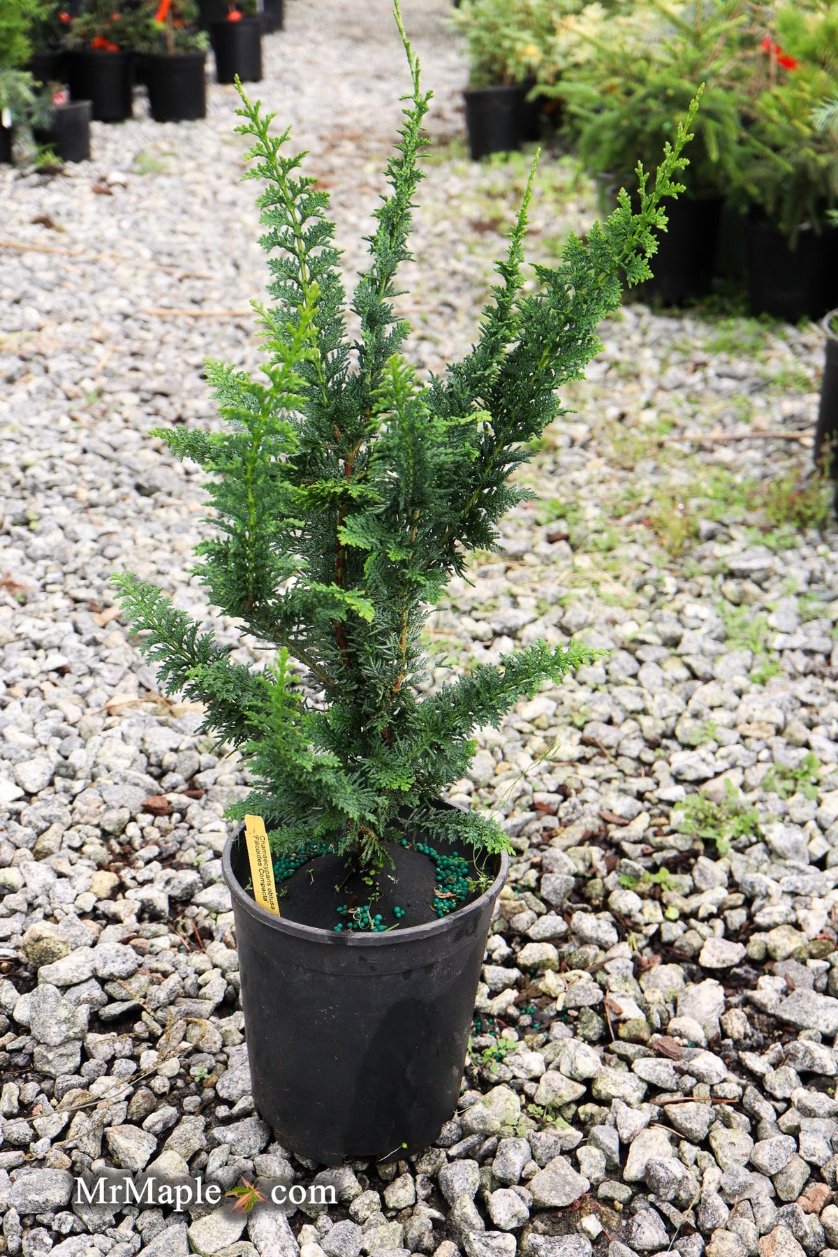 Buy Chamaecyparis obtusa 'Filicoides Compacta' Dwarf Hinoki Cypress ...