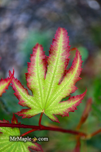 Buy Acer palmatum 'Firefly' Japanese Maple — Mr Maple │ Buy Japanese ...