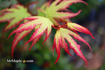 Buy Acer palmatum 'Firefly' Japanese Maple — Mr Maple │ Buy Japanese ...