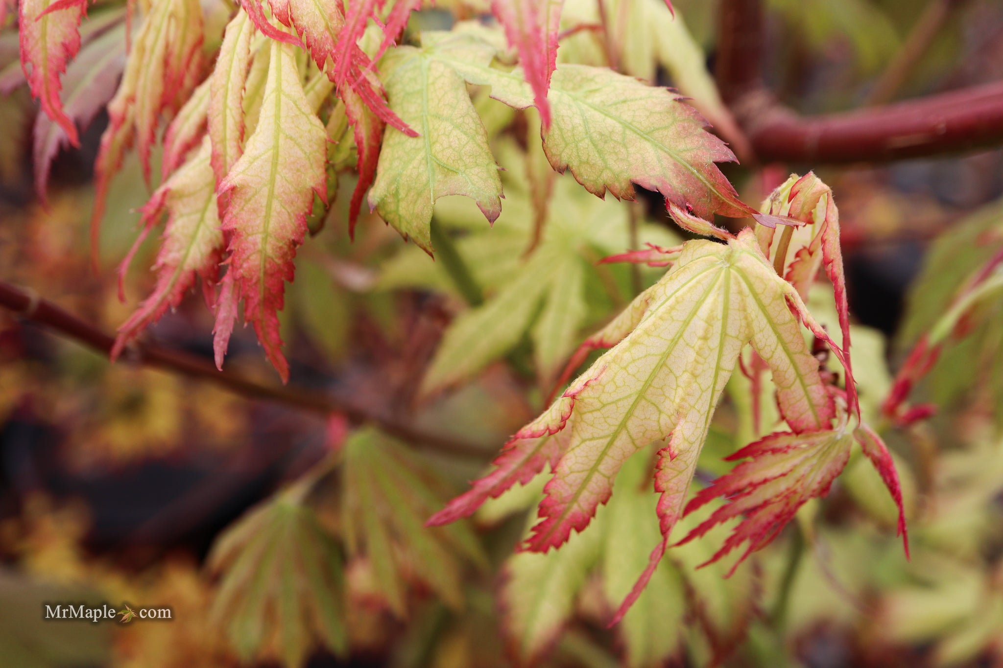 Buy Acer palmatum 'First Ghost' Japanese Maple — Mr Maple │ Buy ...