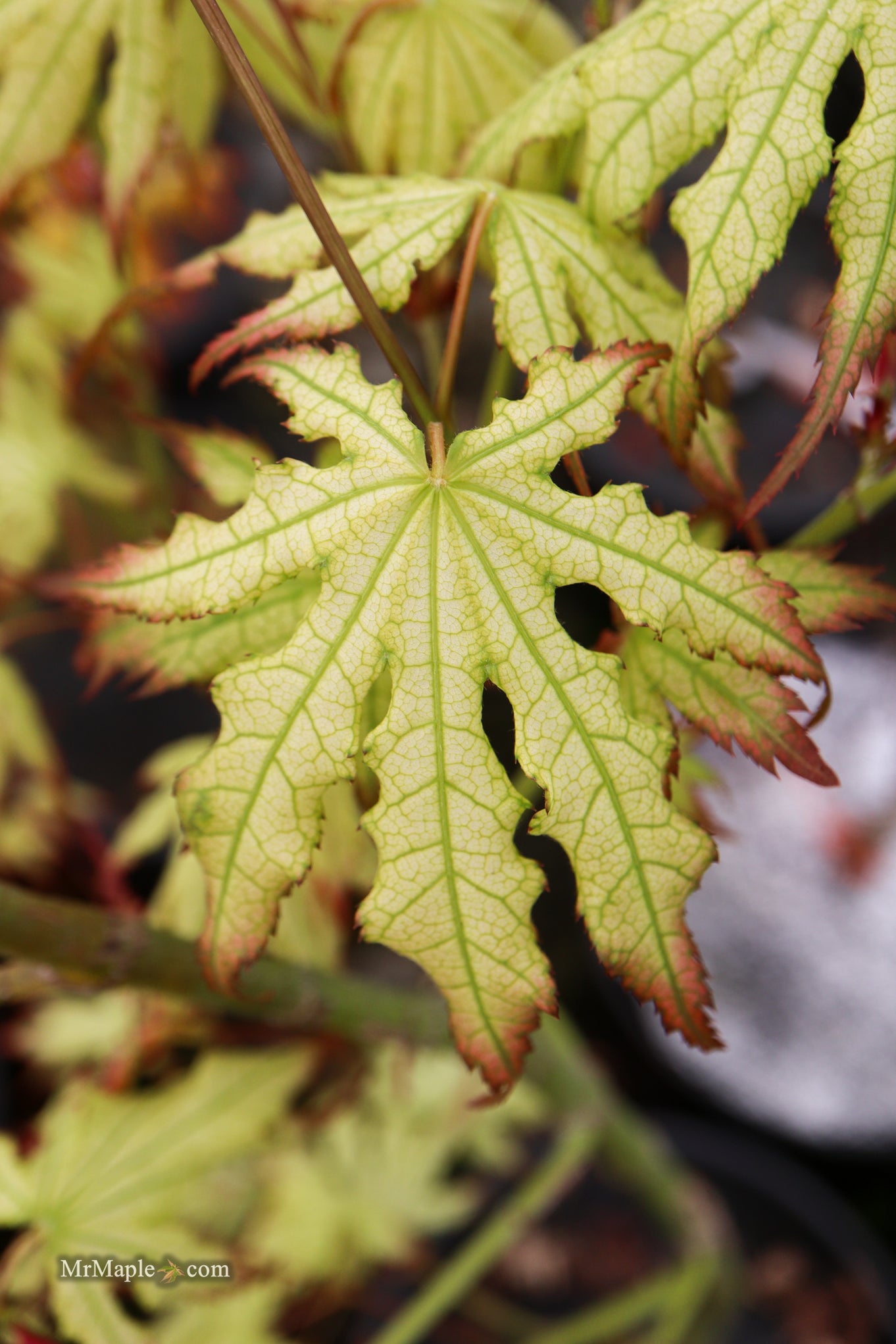 Buy Acer palmatum 'First Ghost' Japanese Maple — Mr Maple │ Buy ...