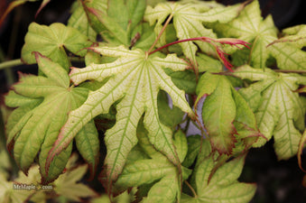 Buy Acer palmatum 'First Ghost' Japanese Maple — Mr Maple │ Buy ...