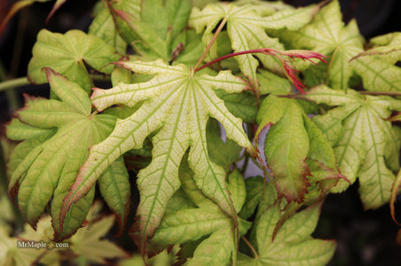 Buy Acer palmatum 'First Ghost' Japanese Maple — Mr Maple │ Buy ...