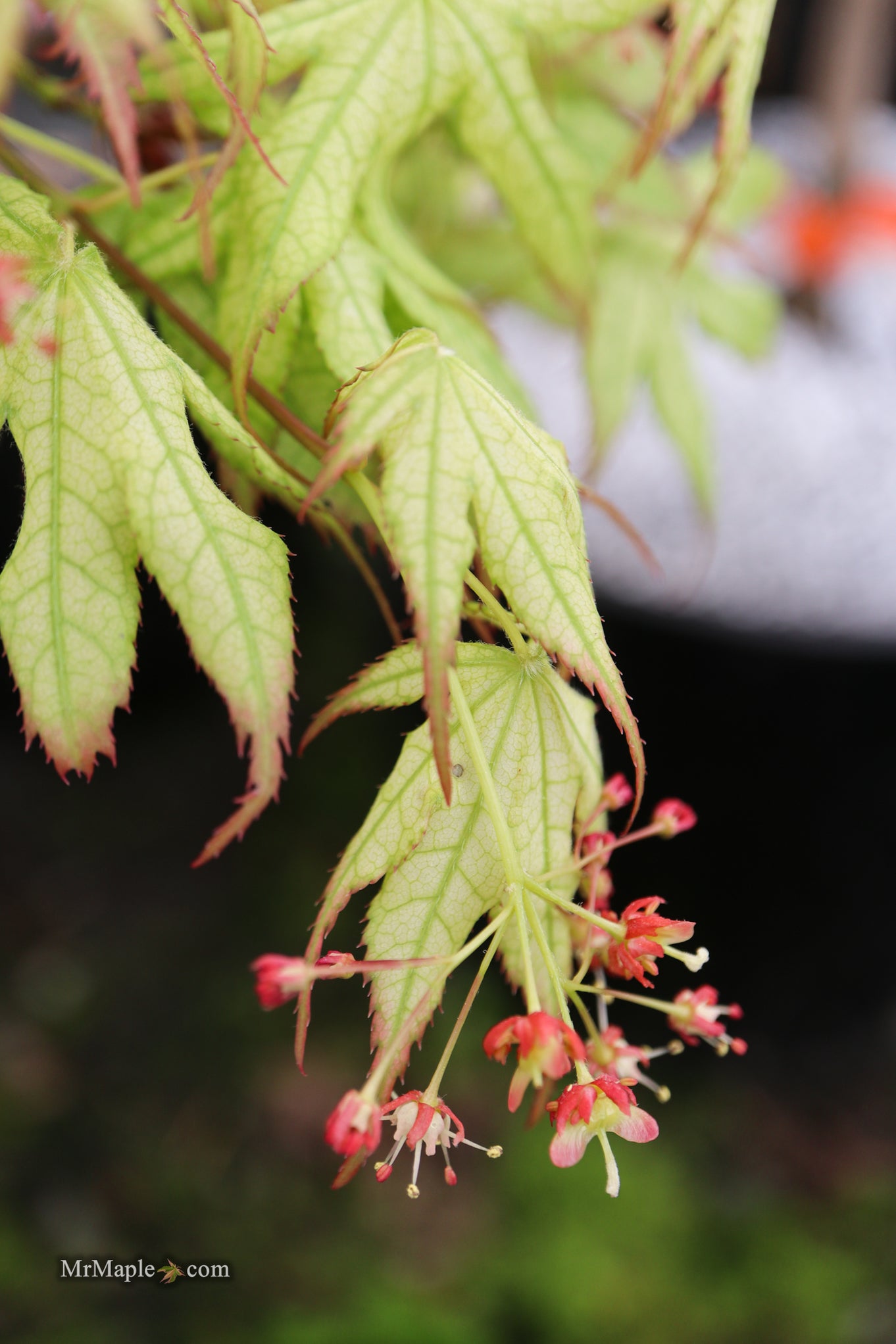 Buy Acer palmatum 'First Ghost' Japanese Maple — Mr Maple │ Buy ...