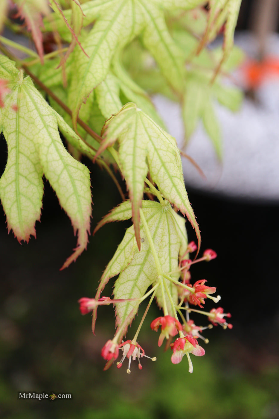 Buy Acer palmatum 'First Ghost' Japanese Maple — Mr Maple │ Buy ...