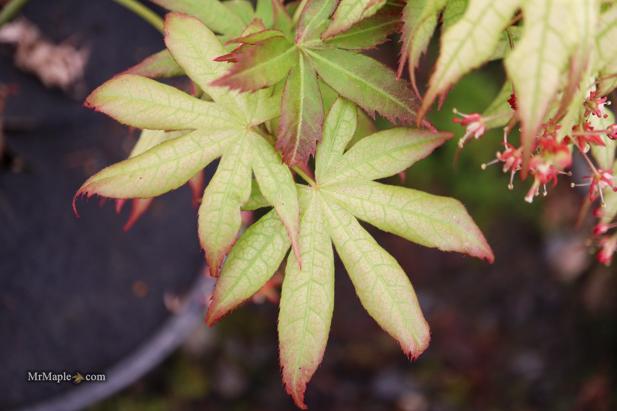 Buy Acer palmatum 'First Ghost' Japanese Maple — Mr Maple │ Buy ...