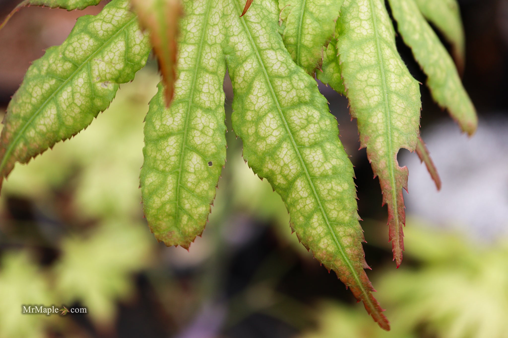 Buy Acer palmatum 'First Ghost' Japanese Maple — Mr Maple │ Buy ...