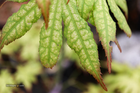 Buy Acer palmatum 'First Ghost' Japanese Maple — Mr Maple │ Buy ...