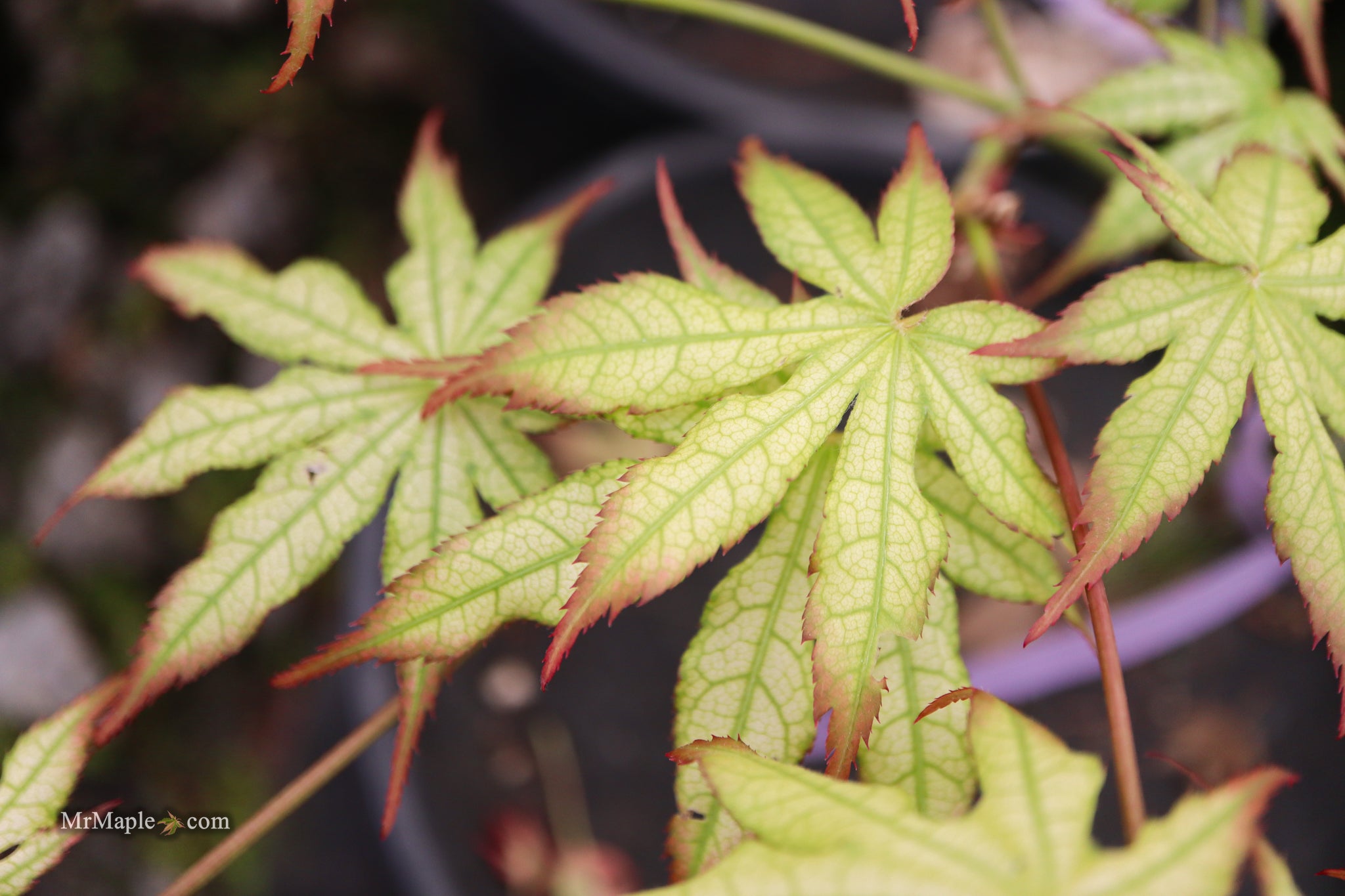 Buy Acer palmatum 'First Ghost' Japanese Maple — Mr Maple │ Buy ...