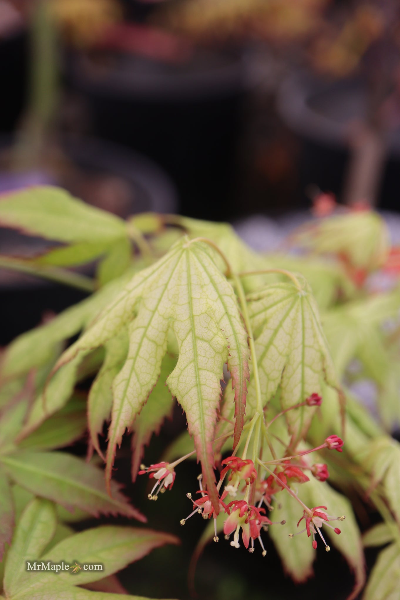 Buy Acer palmatum 'First Ghost' Japanese Maple — Mr Maple │ Buy ...