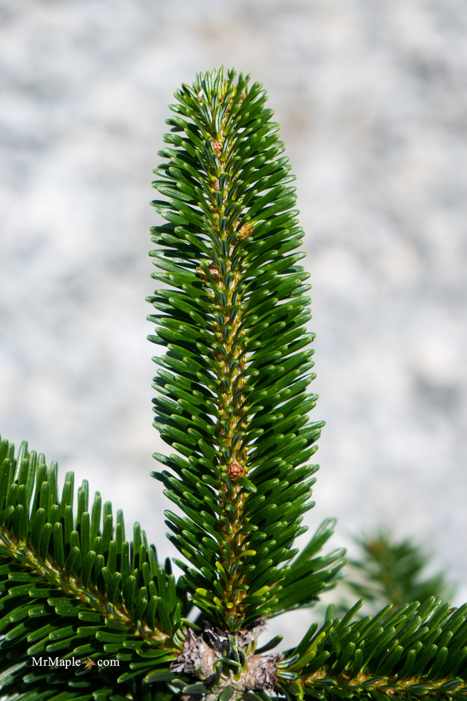 Buy Abies Forrestii 'Forrestii' Forrest's Fir — Mr Maple │ Buy Japanese ...