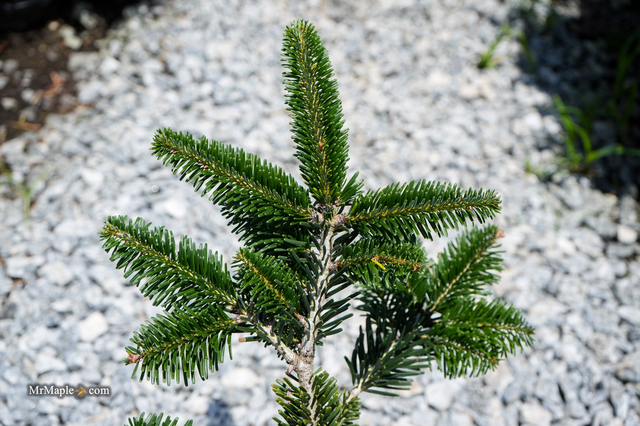 Buy Abies Forrestii 'Forrestii' Forrest's Fir — Mr Maple │ Buy Japanese ...