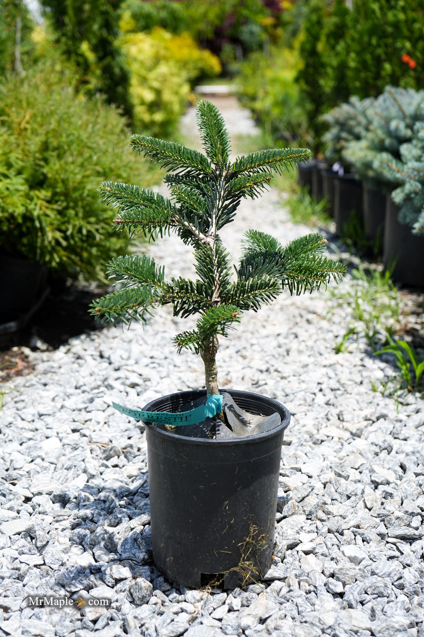 Buy Abies Forrestii 'Forrestii' Forrest's Fir — Mr Maple │ Buy Japanese ...