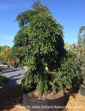 Buy Styrax japonicus 'Fragrant Fountain' White Weeping Japanese ...