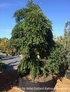 Buy Styrax japonicus 'Fragrant Fountain' White Weeping Japanese ...