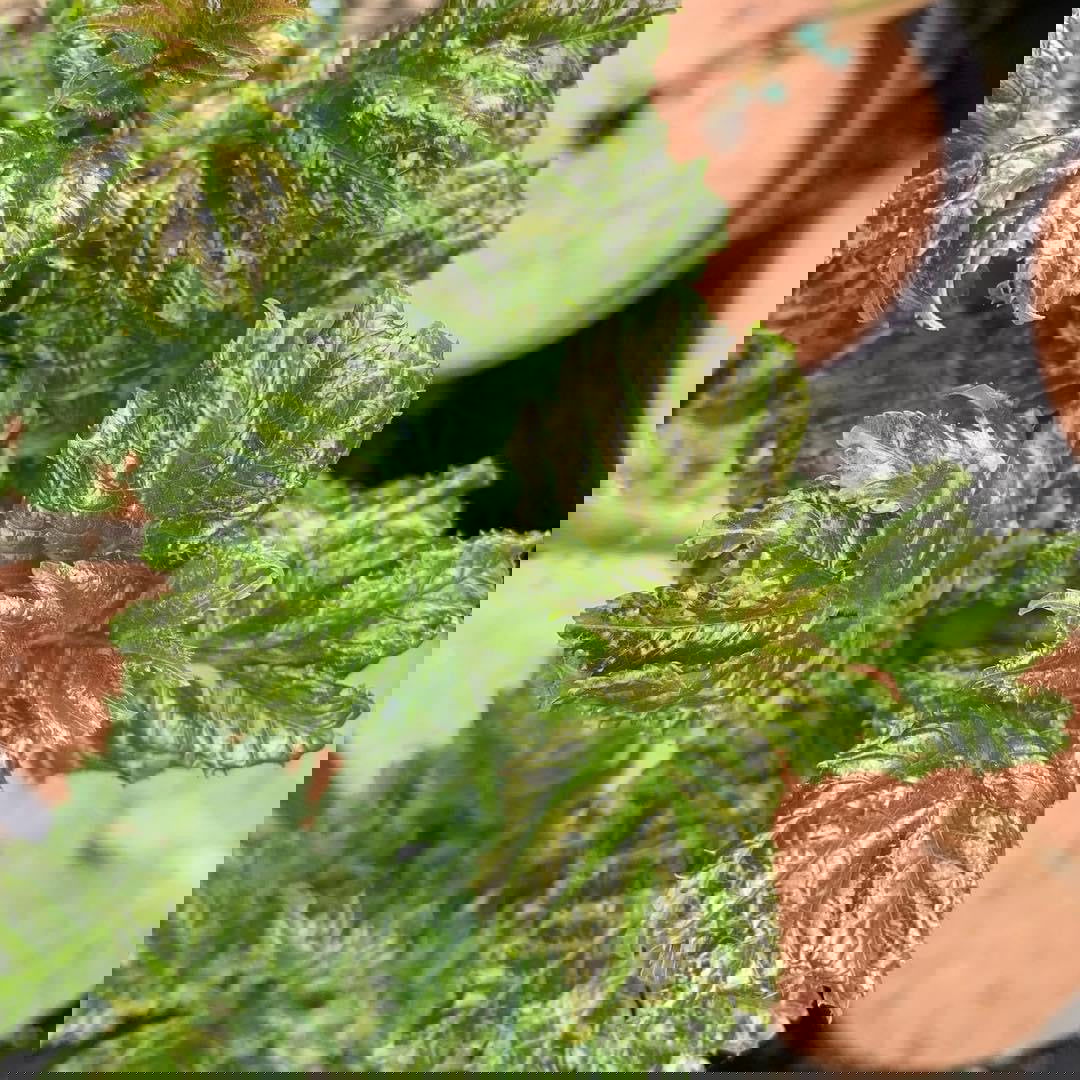 Buy Fraxinus excelsior 'Crispa' Dwarf Ash Tree — Mr Maple │ Buy ...