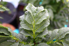 Buy Fraxinus excelsior 'Crispa' Dwarf Ash Tree — Mr Maple │ Buy ...