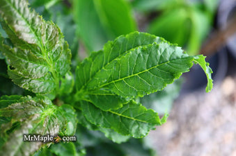 Buy Fraxinus excelsior 'Crispa' Dwarf Ash Tree — Mr Maple │ Buy ...