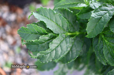 Buy Fraxinus excelsior 'Crispa' Dwarf Ash Tree — Mr Maple │ Buy ...