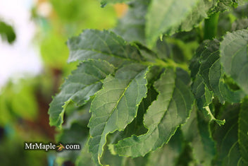 Buy Fraxinus excelsior 'Crispa' Dwarf Ash Tree — Mr Maple │ Buy ...