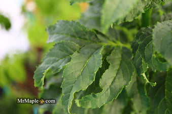 Buy Fraxinus excelsior 'Crispa' Dwarf Ash Tree — Mr Maple │ Buy ...