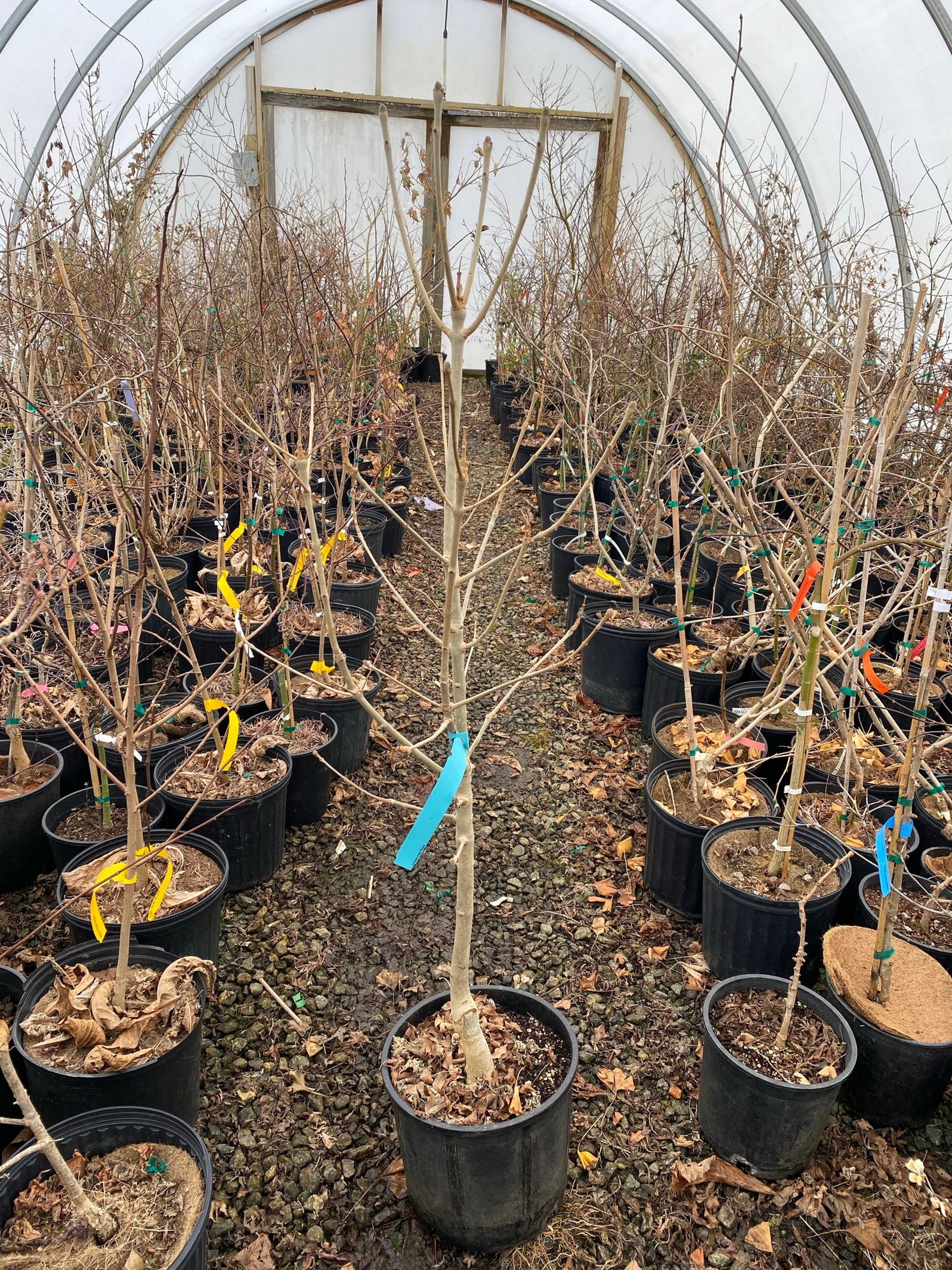 Buy Fraxinus ornus 'Meczek' Rounded Ash Tree — Mr Maple │ Buy Japanese ...