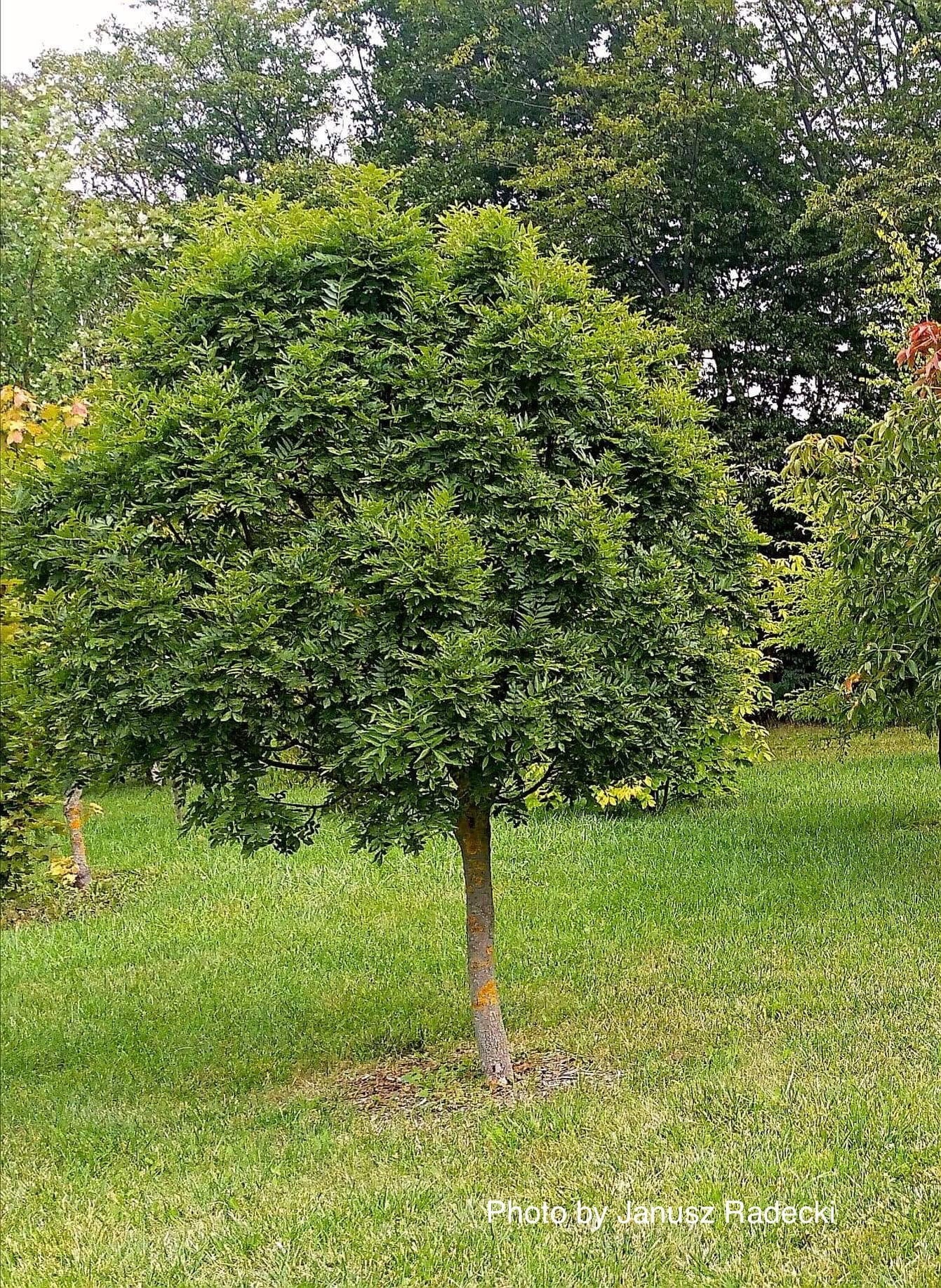 Buy Fraxinus ornus 'Meczek' Rounded Ash Tree — Mr Maple │ Buy Japanese ...