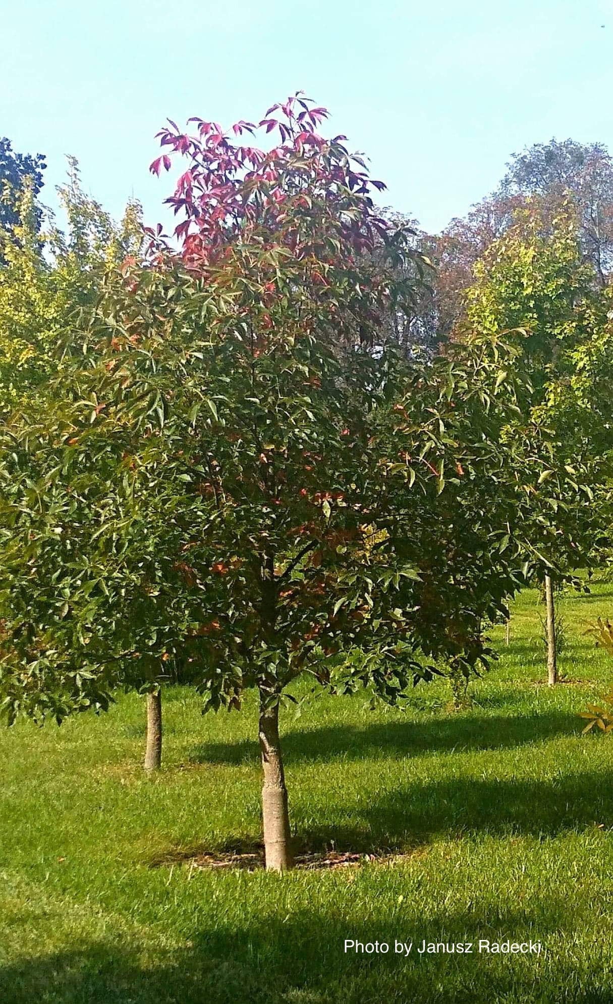 Buy Fraxinus ornus 'Meczek' Rounded Ash Tree — Mr Maple │ Buy Japanese ...