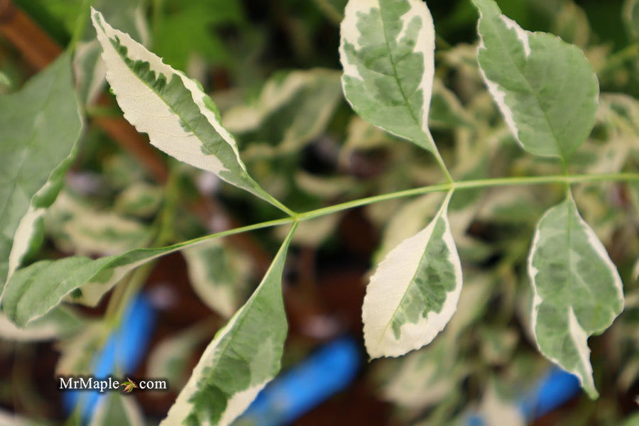 Buy Fraxinus pennsylvanica 'Variegata' Green Ash Tree — Mr Maple │ Buy ...