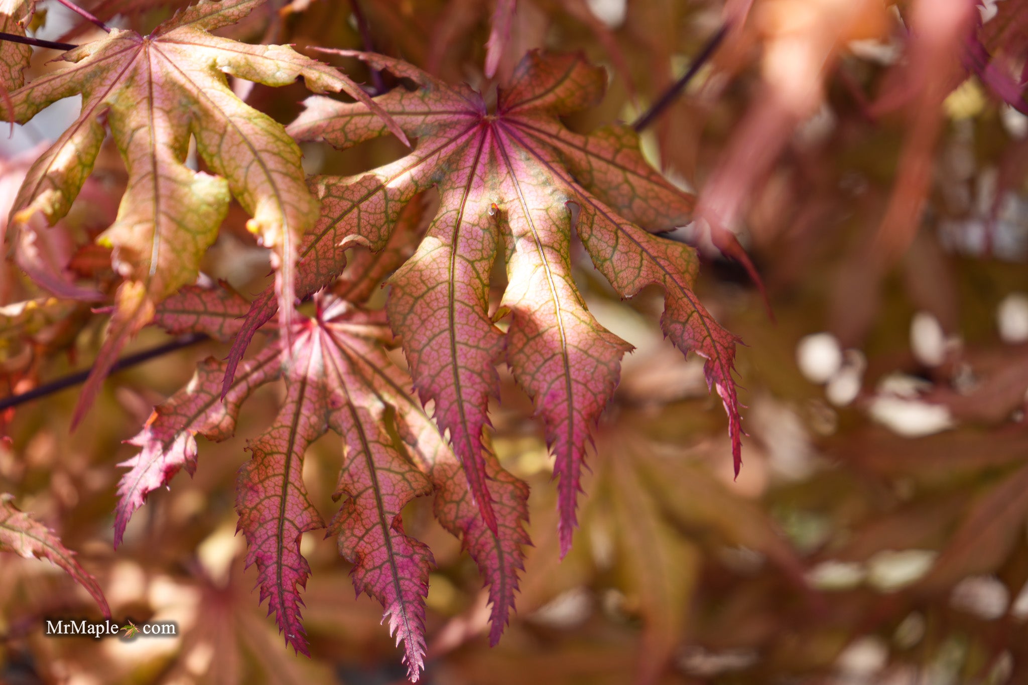 Buy Acer palmatum 'Fred's Wild Dream' Japanese Maple — Mr Maple │ Buy ...