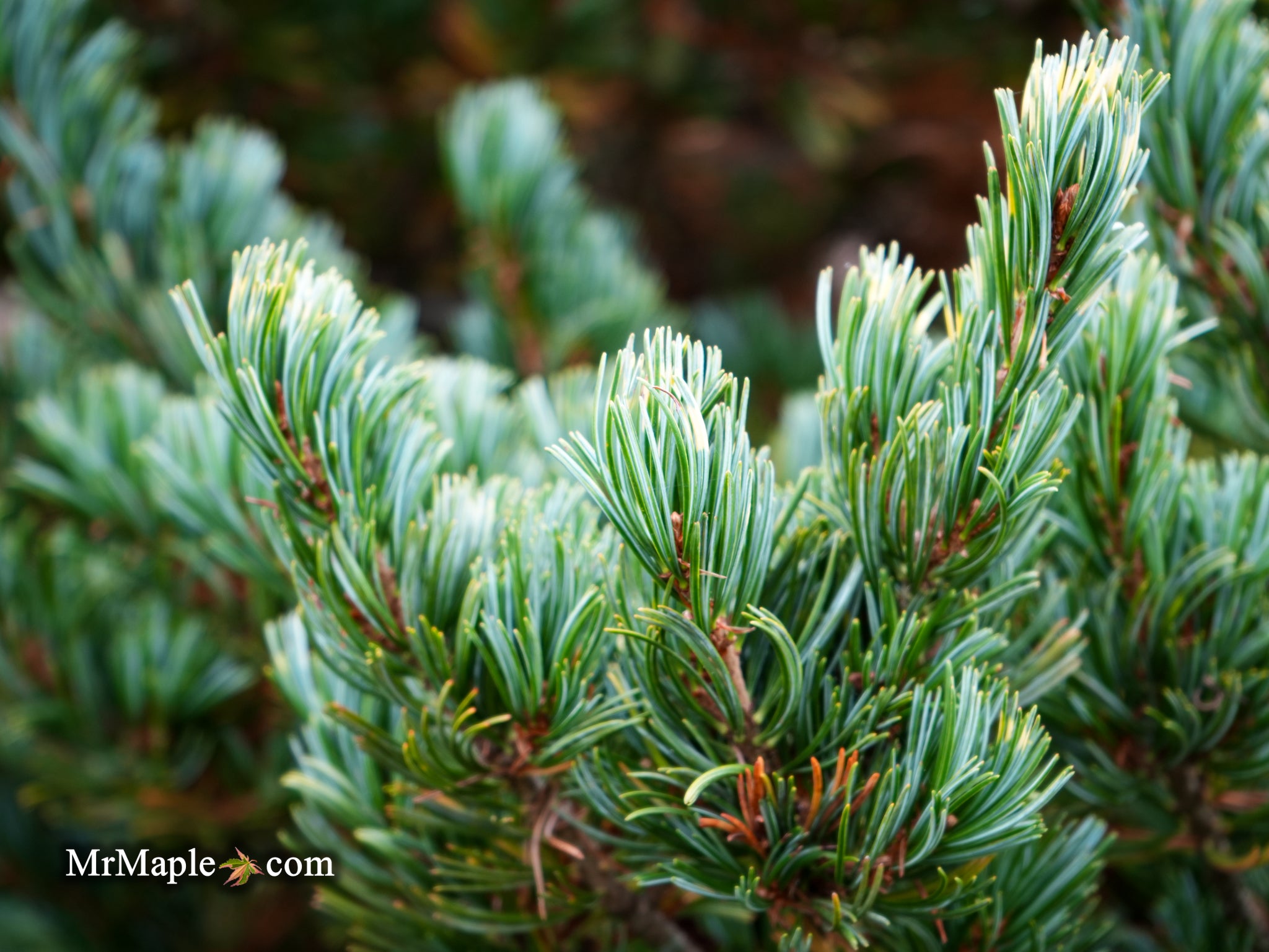 Buy Pinus parviflora 'Fukai' Dwarf Japanese White Pine — Mr Maple │ Buy ...