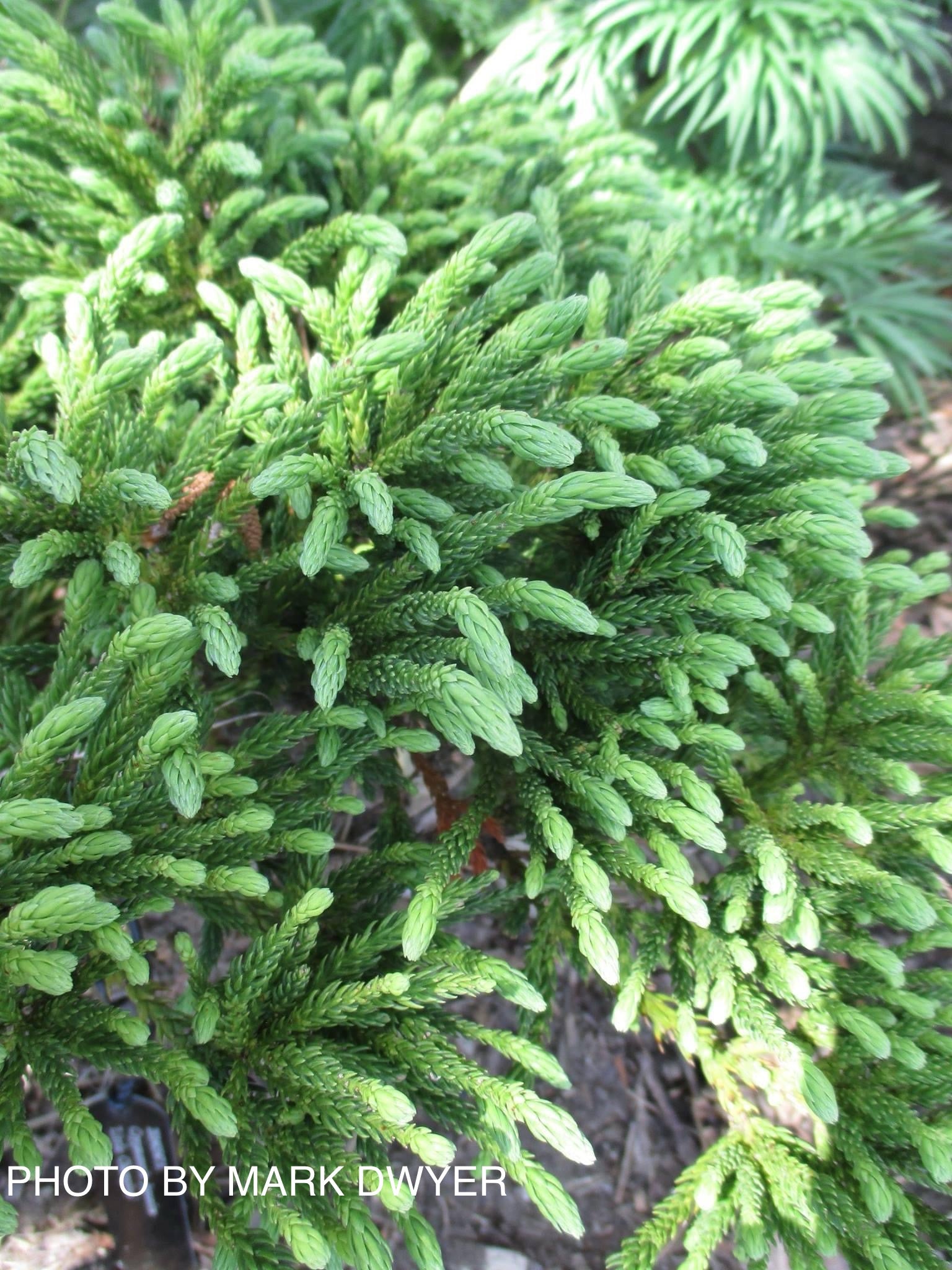 Buy Cryptomeria japonica 'Giokumo' Dwarf Japanese Cedar — Mr Maple ...