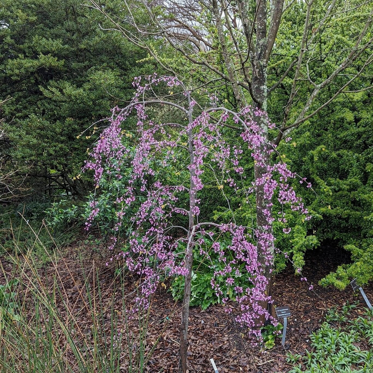 Buy Cercis canadensis 'Pink Heartbreaker' Weeping Redbud Tree — Mr ...