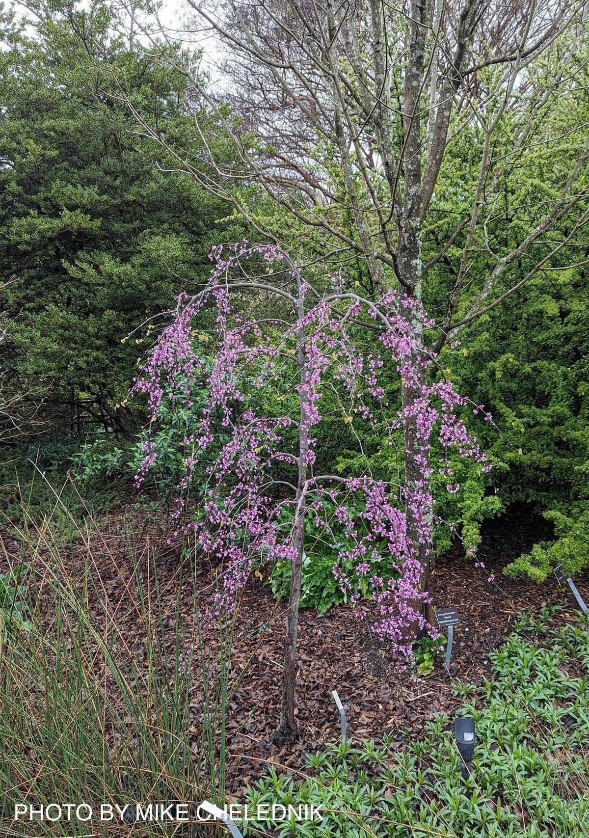 Buy Cercis canadensis 'Pink Heartbreaker' Weeping Redbud Tree — Mr ...