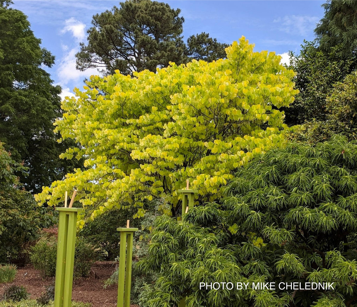 Buy Cercis canadensis 'Hearts of Gold' Redbud Tree — Mr Maple │ Buy ...