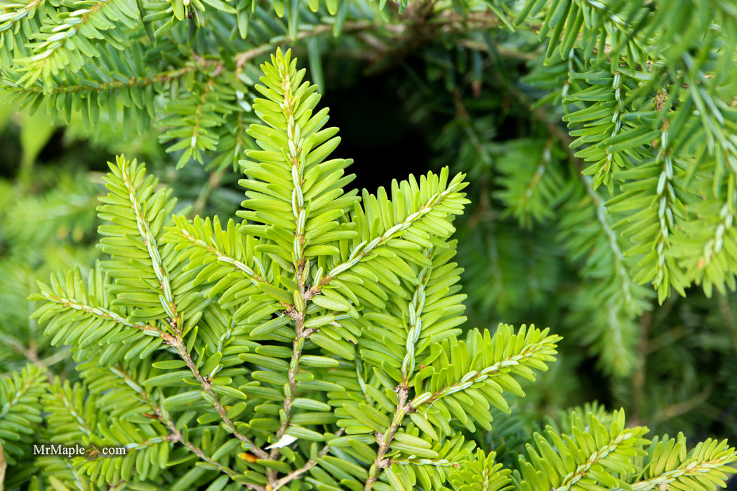 Buy Tsuga canadensis 'Geneva' Compact Eastern Hemlock — Mr Maple │ Buy ...