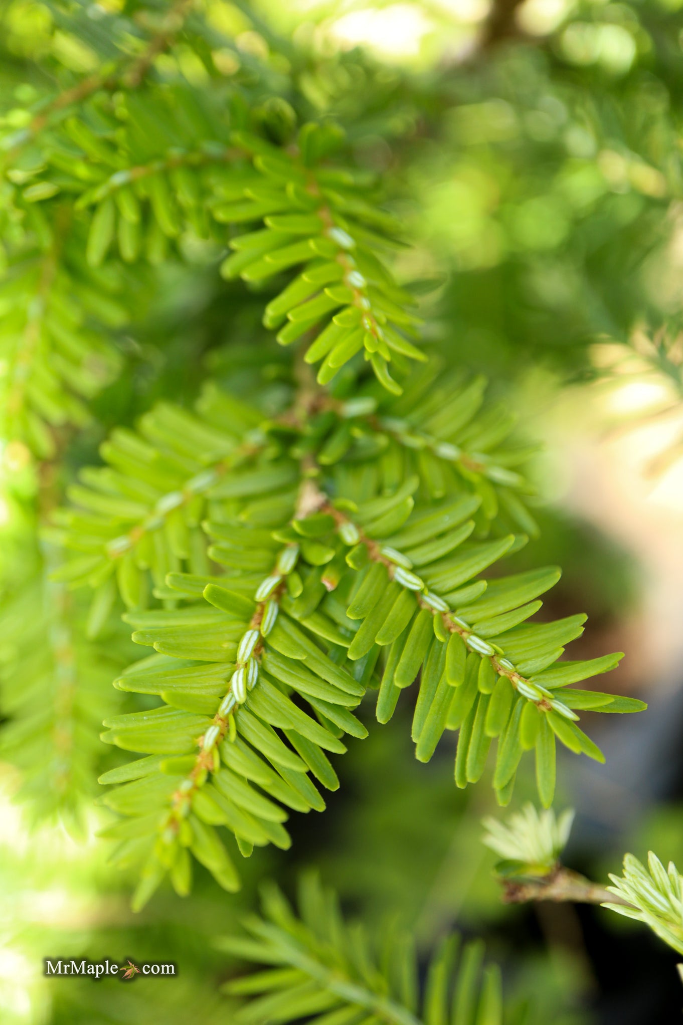 Buy Tsuga canadensis 'Geneva' Compact Eastern Hemlock — Mr Maple │ Buy ...