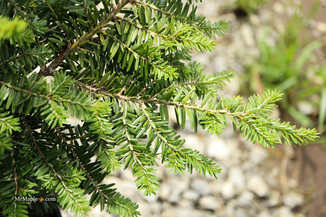 Buy Tsuga canadensis 'Geneva' Compact Eastern Hemlock — Mr Maple │ Buy ...