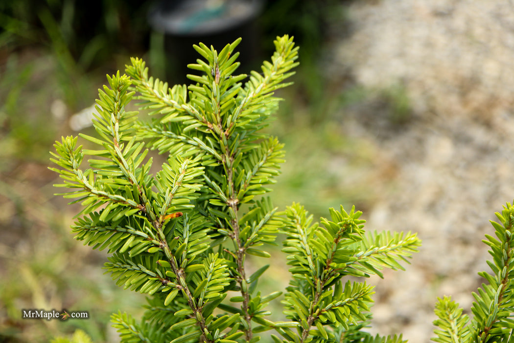 Buy Tsuga canadensis 'Geneva' Compact Eastern Hemlock — Mr Maple │ Buy ...