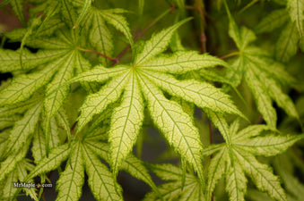 Buy Acer palmatum 'Ghost Dancer' Japanese Maple — Mr Maple │ Buy ...