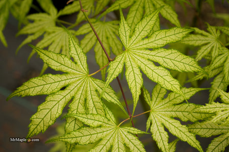 Buy Acer palmatum 'Ghost Dancer' Japanese Maple — Mr Maple │ Buy ...