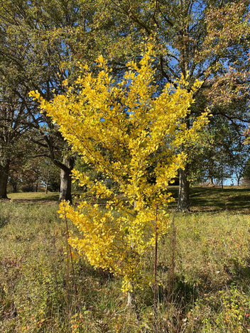 Buy Ginkgo biloba 'Akebono' Narrow Ginkgo Tree — Mr Maple │ Buy ...
