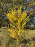 Buy Ginkgo biloba 'Akebono' Narrow Ginkgo Tree — Mr Maple │ Buy ...