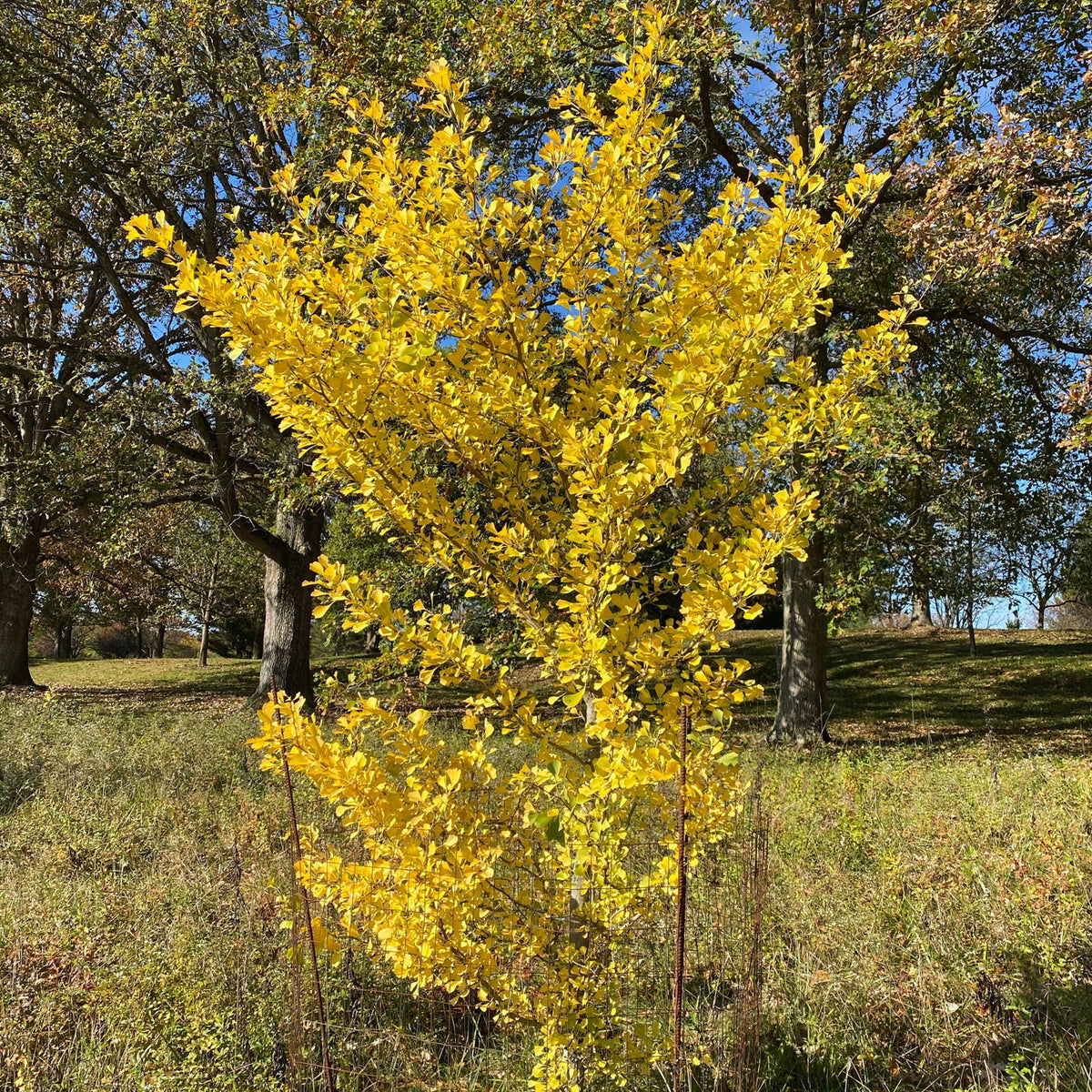 Buy Ginkgo biloba 'Akebono' Narrow Ginkgo Tree — Mr Maple │ Buy ...