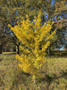 Buy Ginkgo biloba 'Akebono' Narrow Ginkgo Tree — Mr Maple │ Buy ...