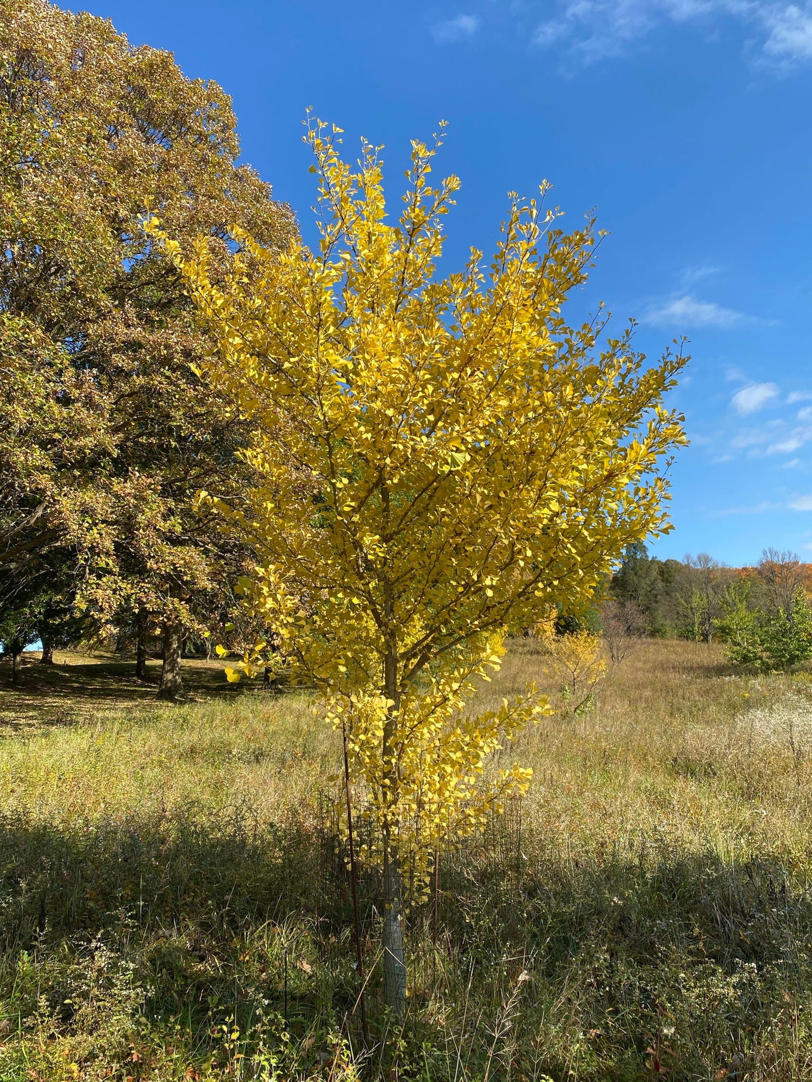 Buy Ginkgo biloba 'Akebono' Narrow Ginkgo Tree — Mr Maple │ Buy ...