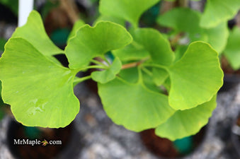 Buy Ginkgo biloba 'Akebono' Narrow Ginkgo Tree — Mr Maple │ Buy ...