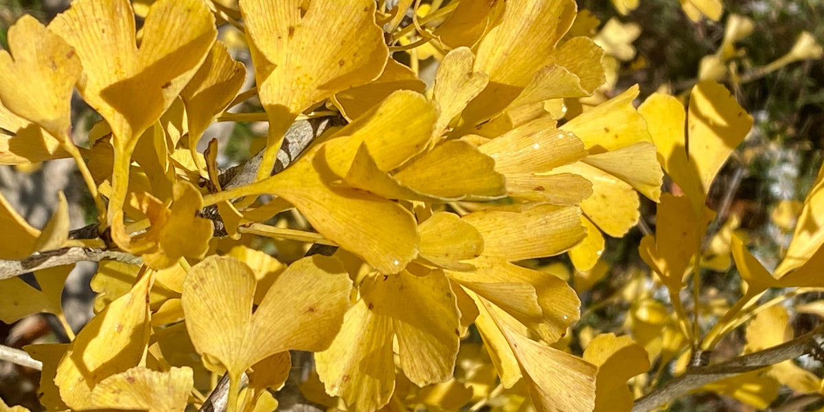 Buy Ginkgo biloba 'Alberta' Narrow Ginkgo Tree — Mr Maple │ Buy ...