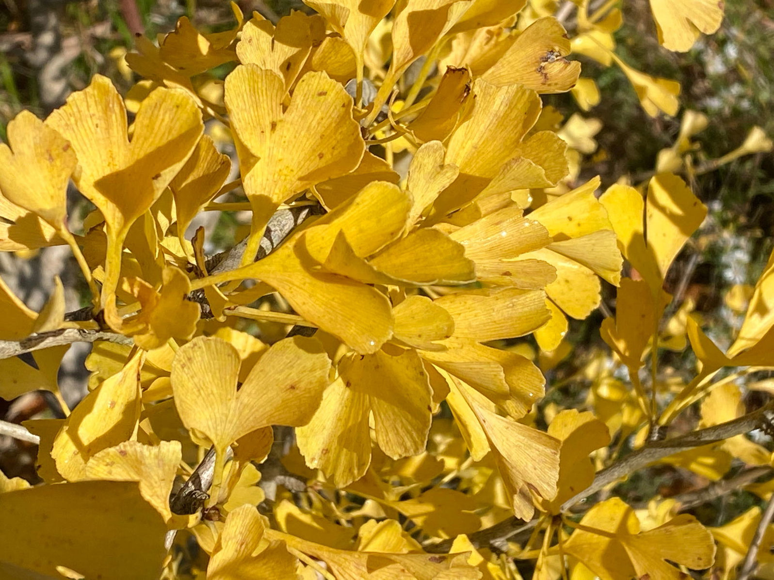 Buy Ginkgo biloba 'Alberta' Narrow Ginkgo Tree — Mr Maple │ Buy ...